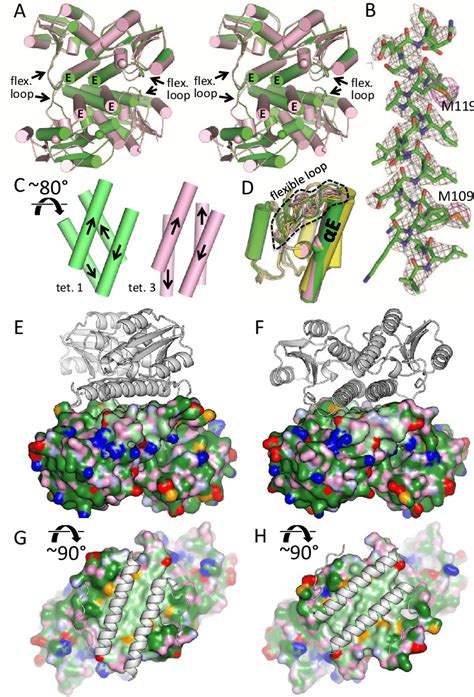 I113v Crystals Contain Tetramers In Two Different Rotational States Download Scientific