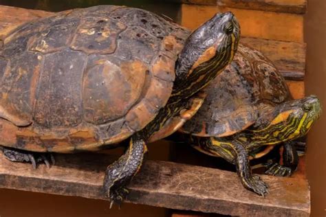 How Can You Tell If A Turtle Is Pregnant What Should You Do