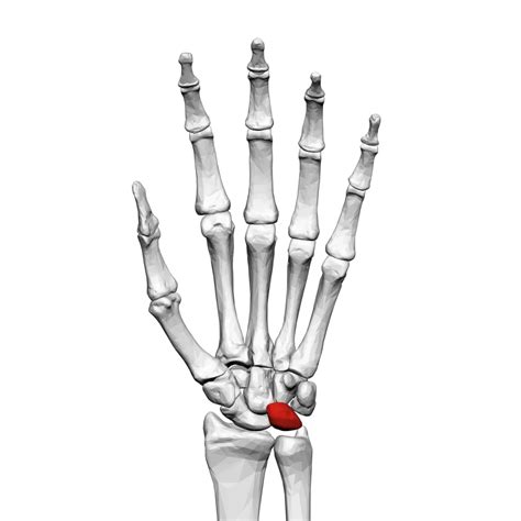 Lunate Bone Anatomy Function Samarpan