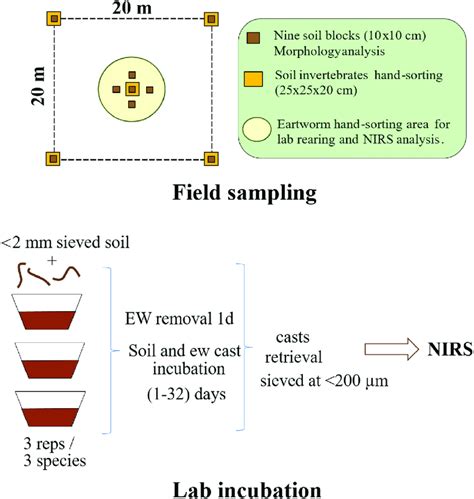 Experimental Design And Sampling Strategy Used In This Study Download Scientific Diagram