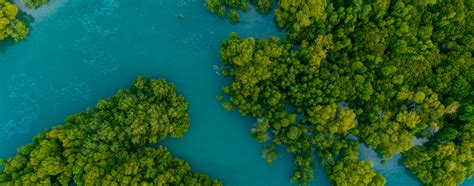 The Global Carbon Markets And Their Important Characteristics Clima