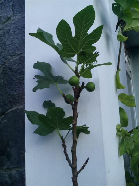 Endah Murniyati S Journey FIG GRAFTING