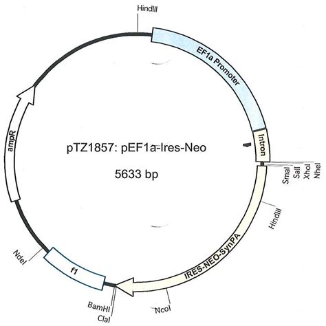 Addgene Pef1a Ires Neo