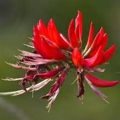 Flowerdetecter V2 Object Detection Dataset V1 2023 08 04 7 35pm By My Stuff