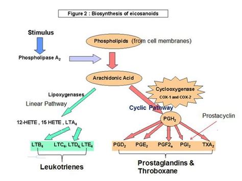 G Eicosanoids Flashcards Quizlet