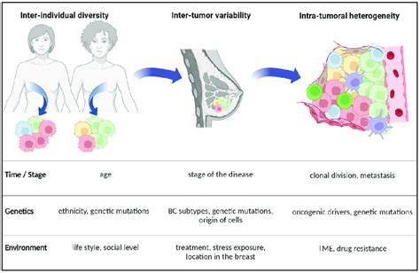 Different Scales And Factors Of Heterogeneity In Breast Cancer