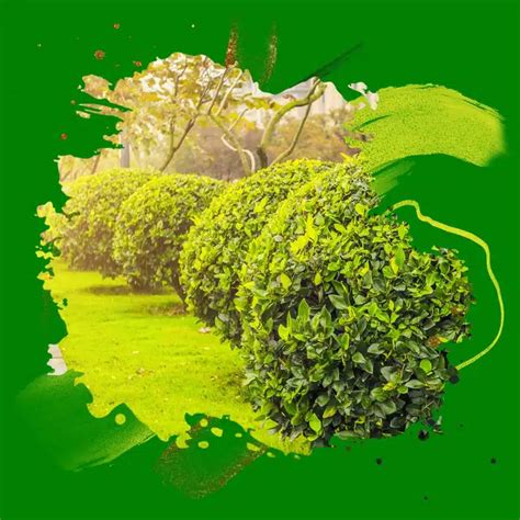 Shrub And Bush Removal Trimming And Pruning Missoula MT Montana TreeMasters