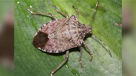 Connecticut Residents See An Uptick In Stink Bugs
