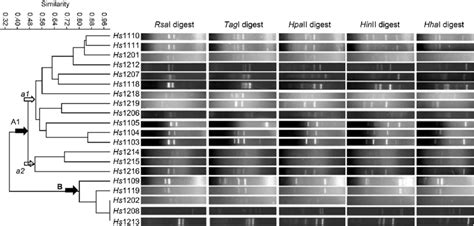 dendrogram constructed based on rflp analysis of 16s rrna gene of