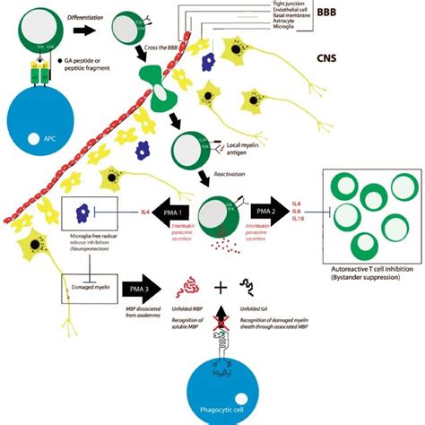 Schematic Representation Of The Citrullination Or Deimination Of The Download Scientific