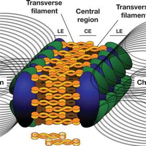 3 Pattern Of Synaptonemal Complex Sc Structure Exhibiting A Cross Download Scientific