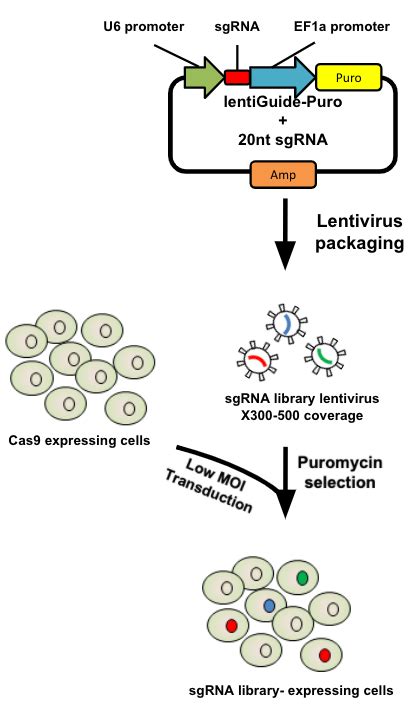 Slides Introduction To Crispr Screen Analysis Crispr Screen Analysis