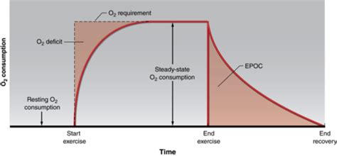 Pe Paper 1 Excess Post Exercise Oxygen Consumption Flashcards Quizlet