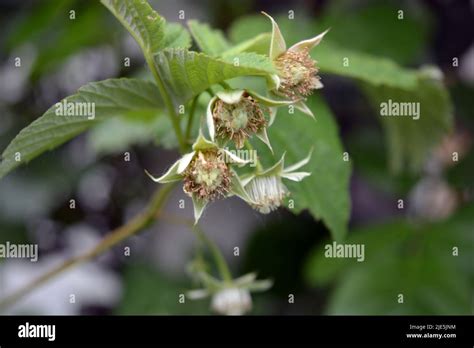 Young Bushes Of Flowering Raspberries Inflorescences The Period When