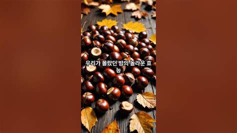 가을에 밤을 꼭 먹어야 하는 이유 시니어 건강정보 밤의효능 밤의영양성분 가을보양식 Youtube