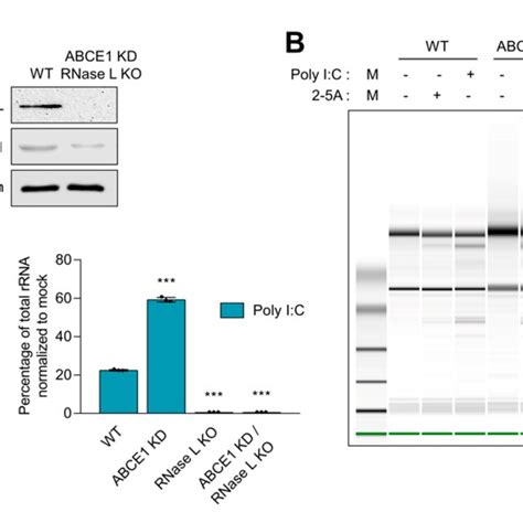 Increased Ribonuclease L Rnase L Activity In Cells With Reduced