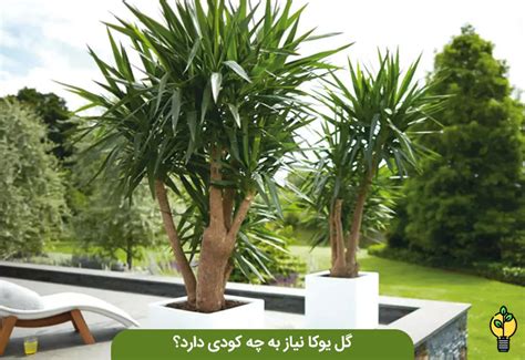 روش نگهداری گل یوکا در منزل 7 نکته مهم