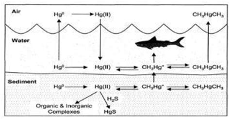 Mercury Bioaccumulation Download Scientific Diagram