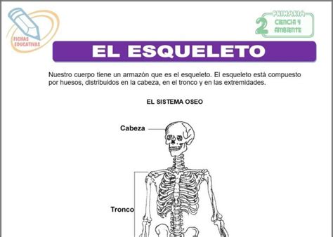 El Esqueleto Para Segundo De Primaria Fichas Educativas