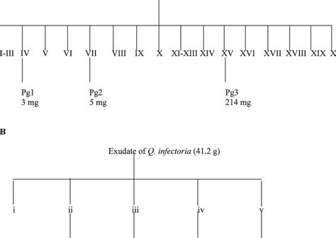 Fractionation Of The Exudate Of Medicinal Plants Schematic Download Scientific Diagram