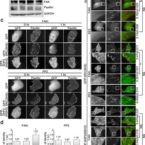 Focal Adhesion Kinase Activity But Not Src Activity Positively