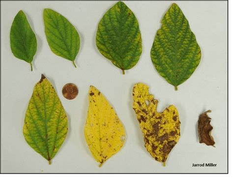 កំណត់សម្គាល់ ការកង្វះ លើសសារធាតុចិញ្ចឹម និងស្រទាប់ដីសម្រាប់ការលូតលាស់ឫសរបស់រុក្ខជាតិ