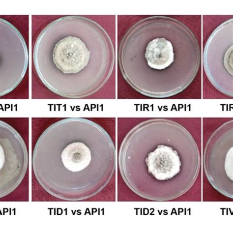 Efficacy Of Volatilea Organic Compounds Produced By Trichoderma Spp Download Scientific