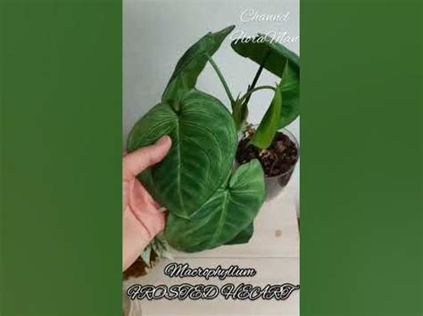 #сингониум холодное сердце - YouTube