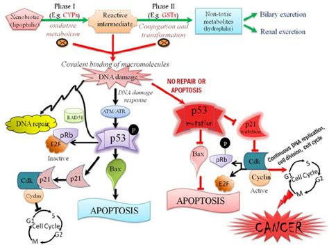 A Schematic Representation Of The P53 Pathway And Its Mechanism Of