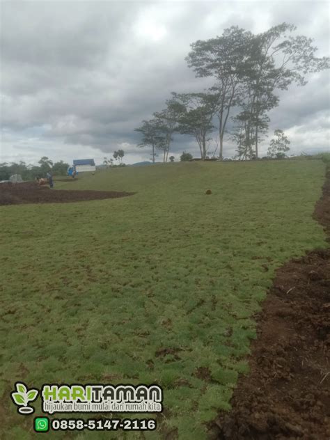 Tanam Rumput Zoysia Matrella Manila Araya Malang Rumput Taman Malang