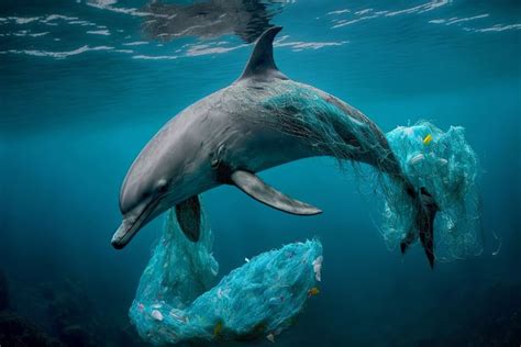 The Plight Of Endangered Dolphins How We Can Save These Beautiful
