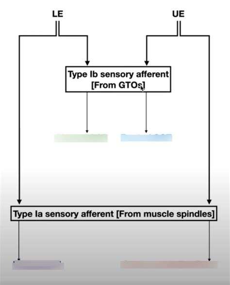 Spinocerebellar Tracts Diagram Quizlet
