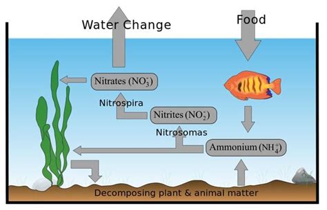 Aquatic Nitrogen Cycle Diagram
