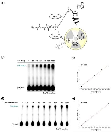 Non Coding Rna An Open Access Journal From Mdpi