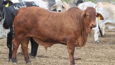 Popular Reds Are All Round Performers Queensland Country Life Qld
