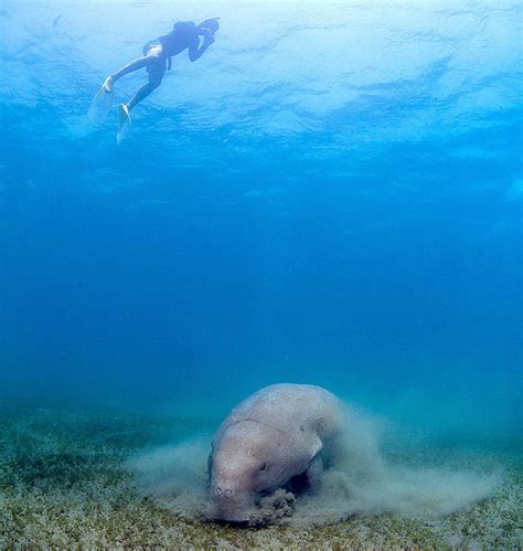Our Mission Dugong And Seagrass Hub