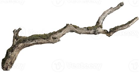 Tree Branch Pngs For Free Download