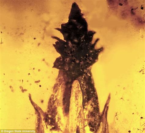 Fungus Containing Lsd Compound Is Found On A 100 Million Year Old