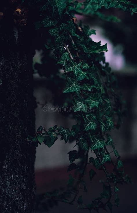 Vertical Shot Of The Leaves Of A Vine Plant Around A Tree Trunk Stock Image Image Of Evening
