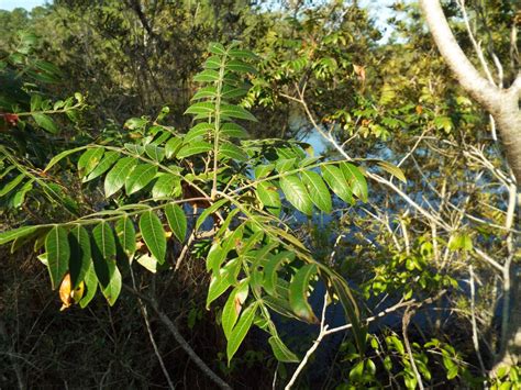 Winged Sumac Edisto Island Open Land Trust South Carolina
