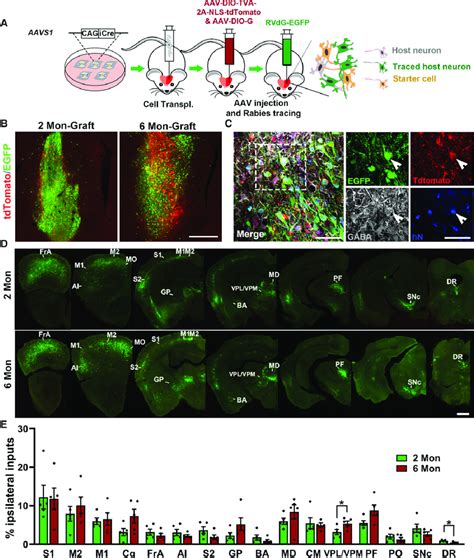 Synaptic Inputs From Host To Graft By Rabies Tracing In Hie Injured