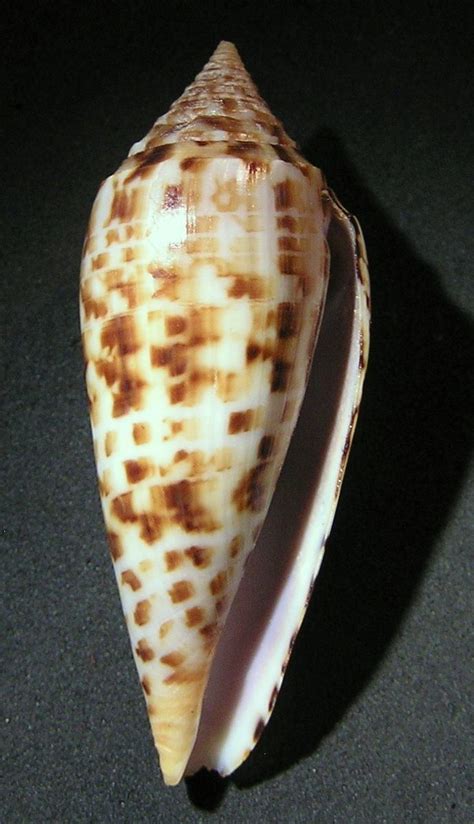 Conus Pretiosus Alchetron The Free Social Encyclopedia