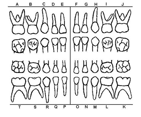 Printable Dental Chart Template Free Blank Dental Charting Sheet Discover The Best Templates