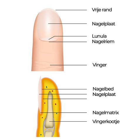 Nagel Anatomie Klik Op Foto Voor Vergroting Anatomie