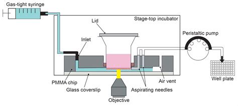 Transwell Based Microfluidic Platform For High Resolution Imaging Of