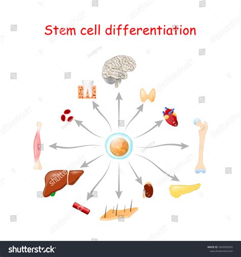 Cell Differentiation