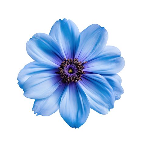 파란 꽃이 있는 그림 꽃들 장식적인 Png 일러스트 및 이미지 에 대한 무료 다운로드 Pngtree