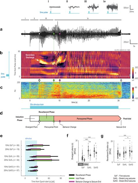 Phases Of An Optogenetically Evoked Seizure A Full Length Download