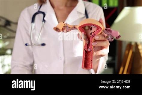 Doctor Holds Artificial Model Of Uterus In Hand Showing Thumb Up Gesture Specialist In Lab Coat