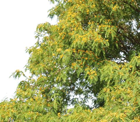 Tipuana Trees People